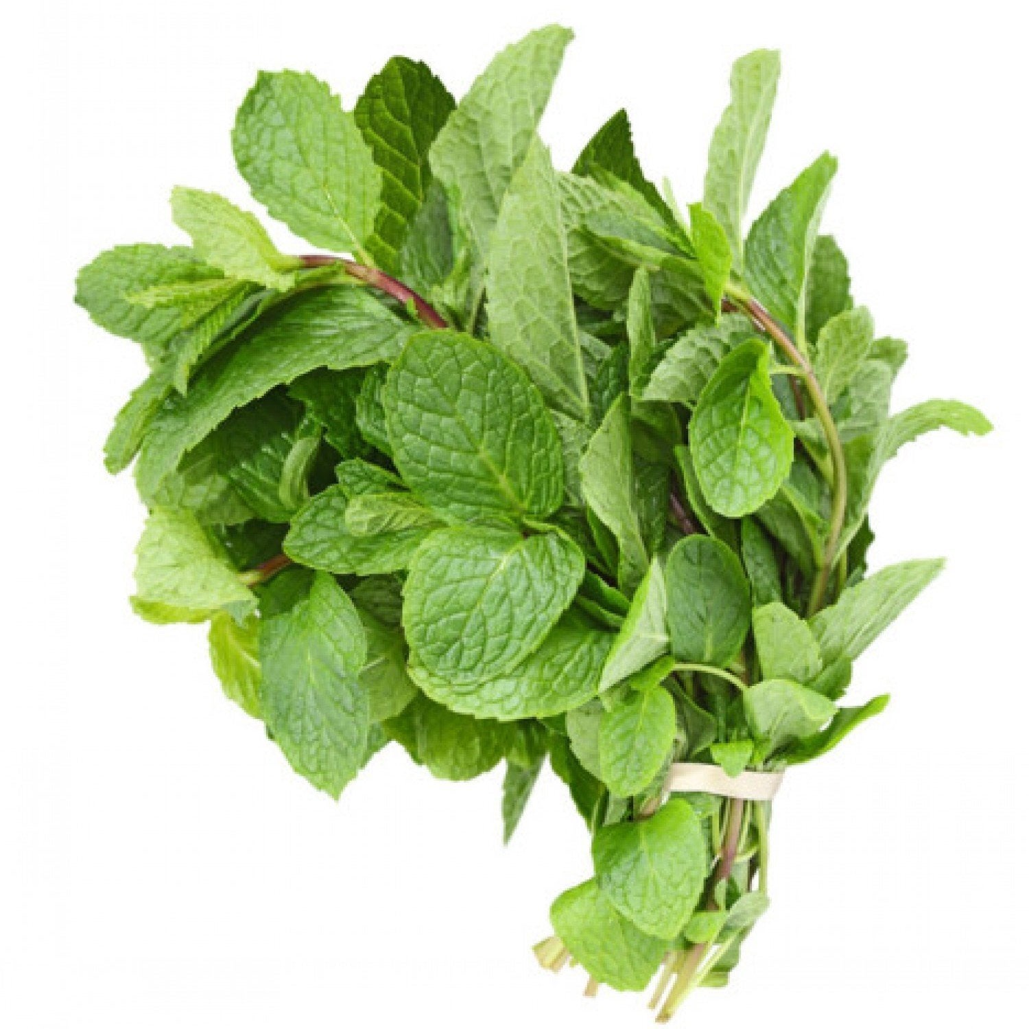 Fresh mint bunch | Collins & Coupe